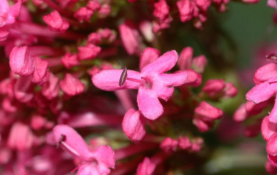 Baldrijan kot naravno pomirjevalo – ga že poznate?